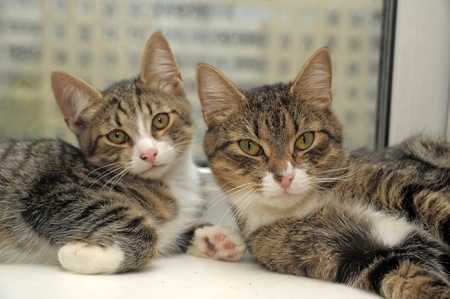 The Basics of Socializing Your Cat - The Cats Inn